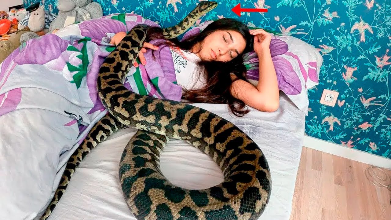 Doctor asked her not to sleep with her Python snake anymore until he saw the ultrasound! - YouTube