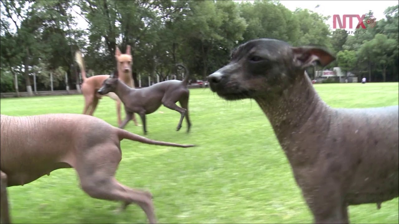 3° Grado Lectura 13 El escuintle - YouTube