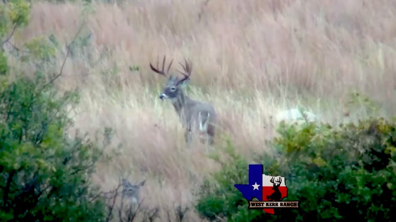 160 Class Whitetail Buck Spotted - West Kerr Ranch - YouTube
