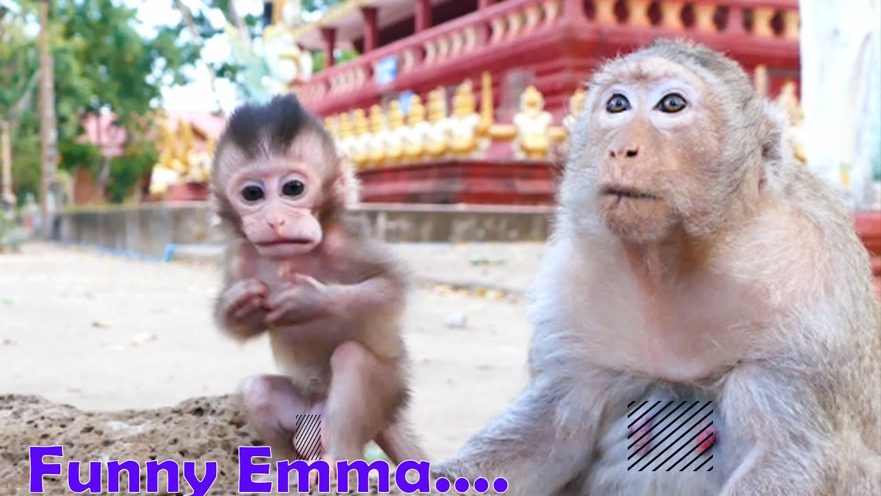 Most Lovable And Adorable Baby Emma Monkey Likes Playing And Climbing ...