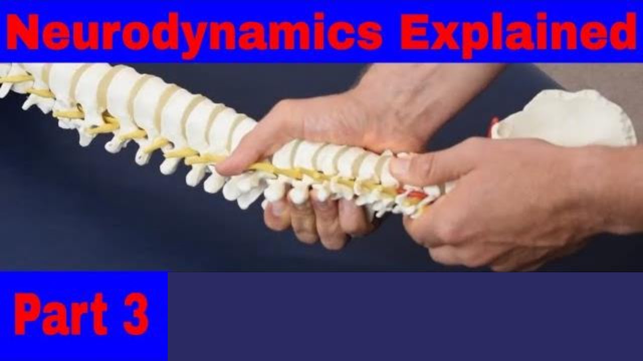 Neurodynamics & Nerve Mobilisation Explained (Part 3 of 3) - YouTube