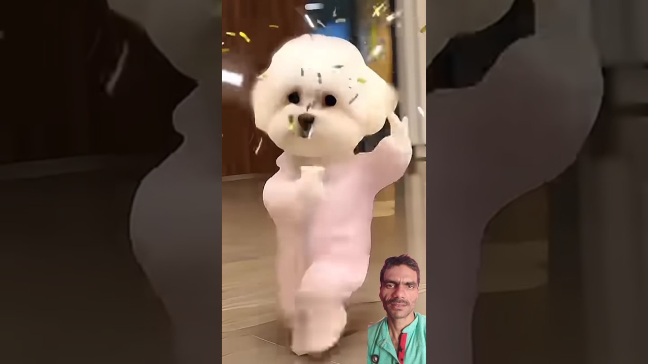 Waah cat dance waah #trending #cat #funny #ytshortvideo 🤣🤗🤔 - YouTube