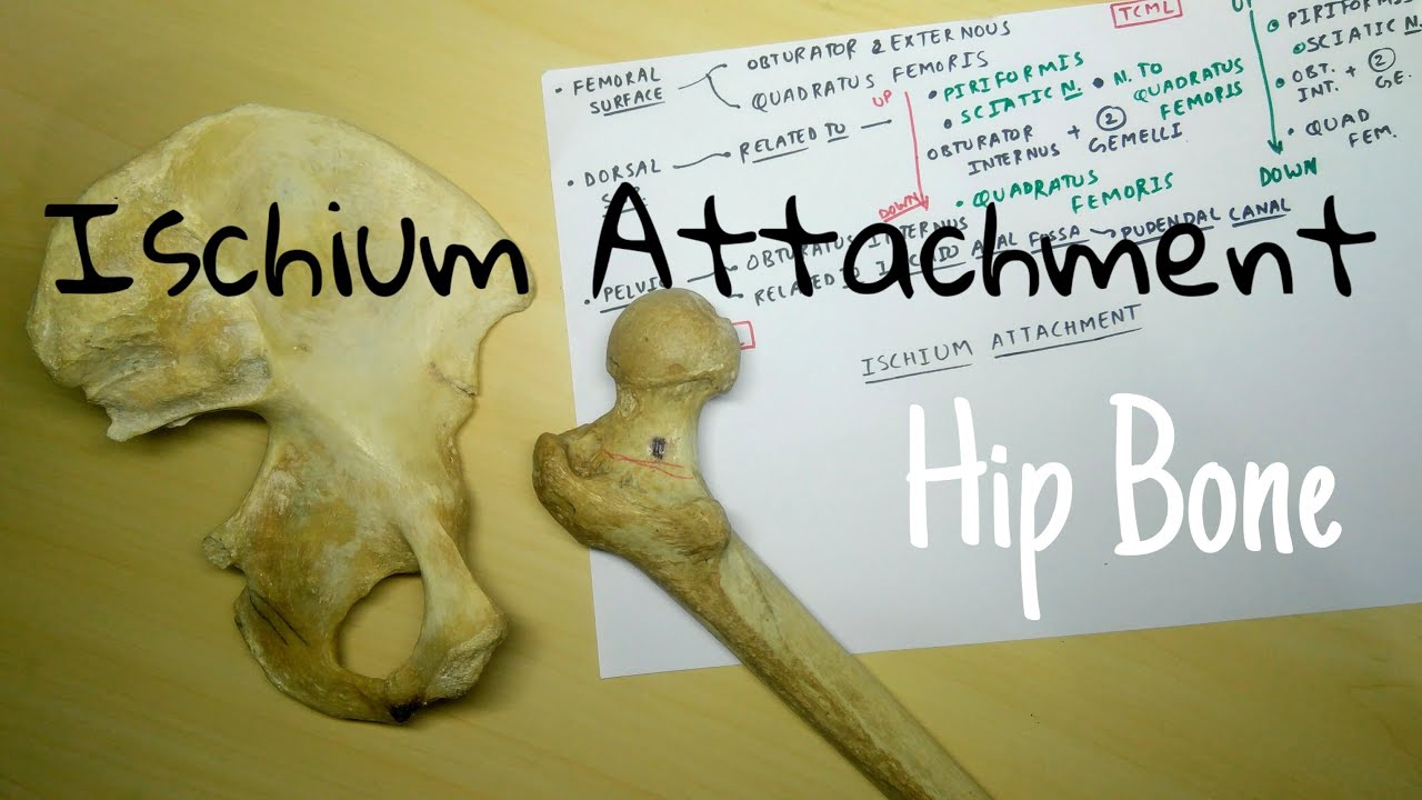 Hip Bone - 2a, Ischium Attachment | TCML | ENMEDER - YouTube