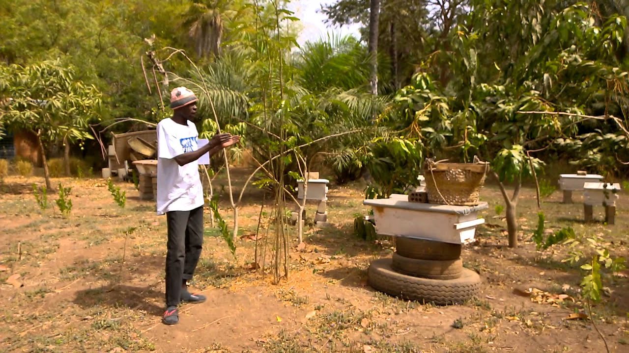 Grass Hive - YouTube