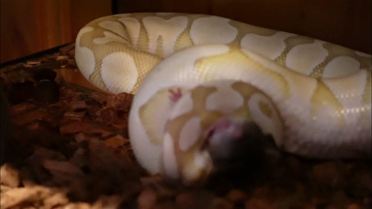 Warning live feeding/ ball pythons vs rats in slow motion - YouTube