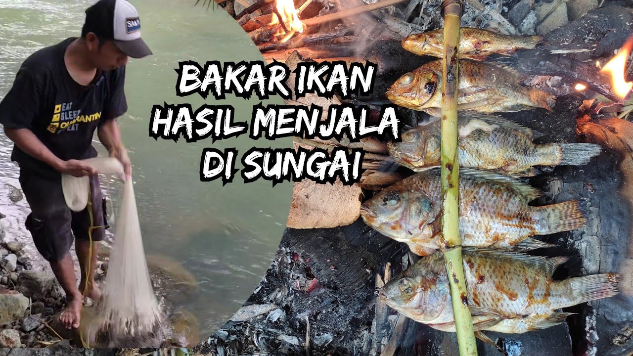 Bakar Ikan Nila || Hasil Menjala di Sungai - YouTube