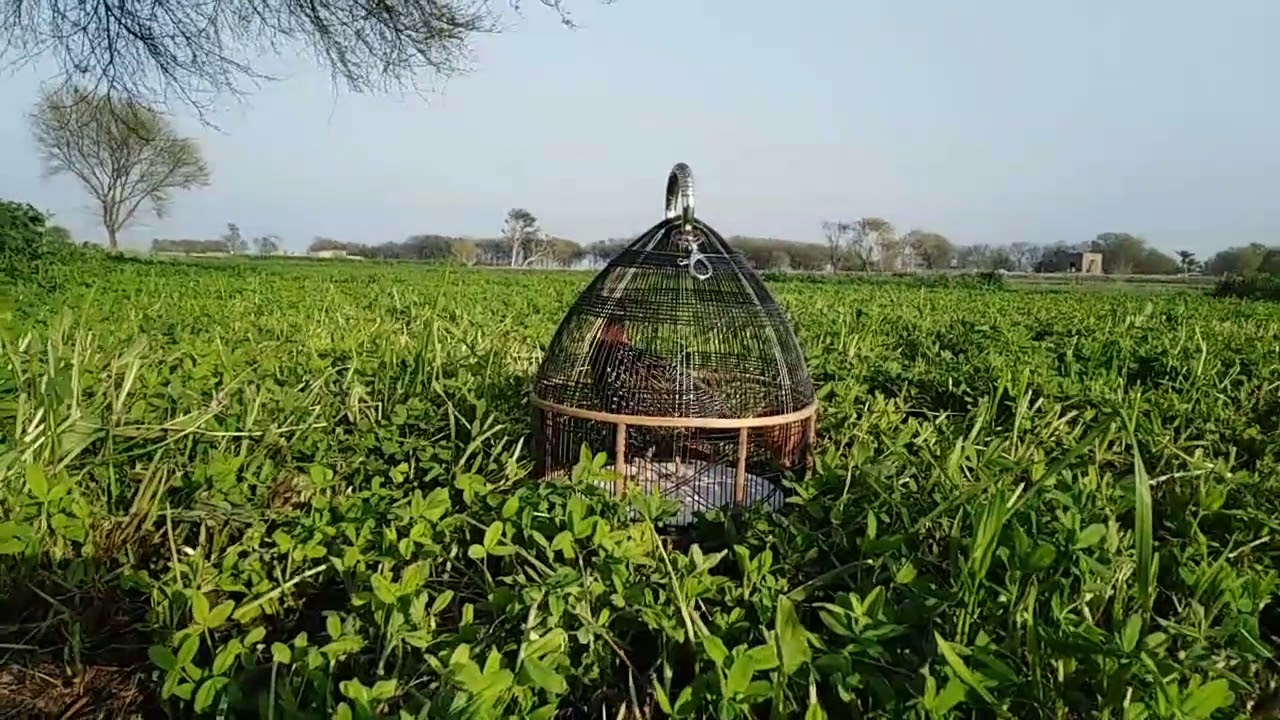Black Francolin Voice Kala Teetar Ki Awaz Kala Teetar Green Land Kala ...