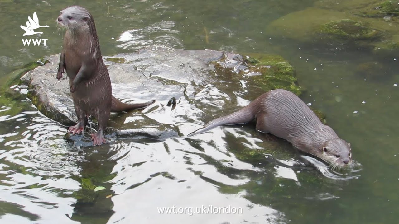 WWT London - Asian short clawed otters - YouTube