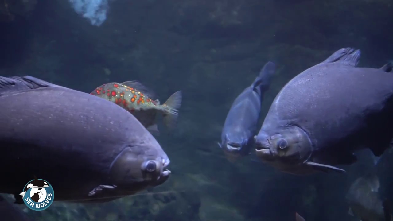 La falsa piraña: el pacu negro (Colossoma macropomum) - YouTube