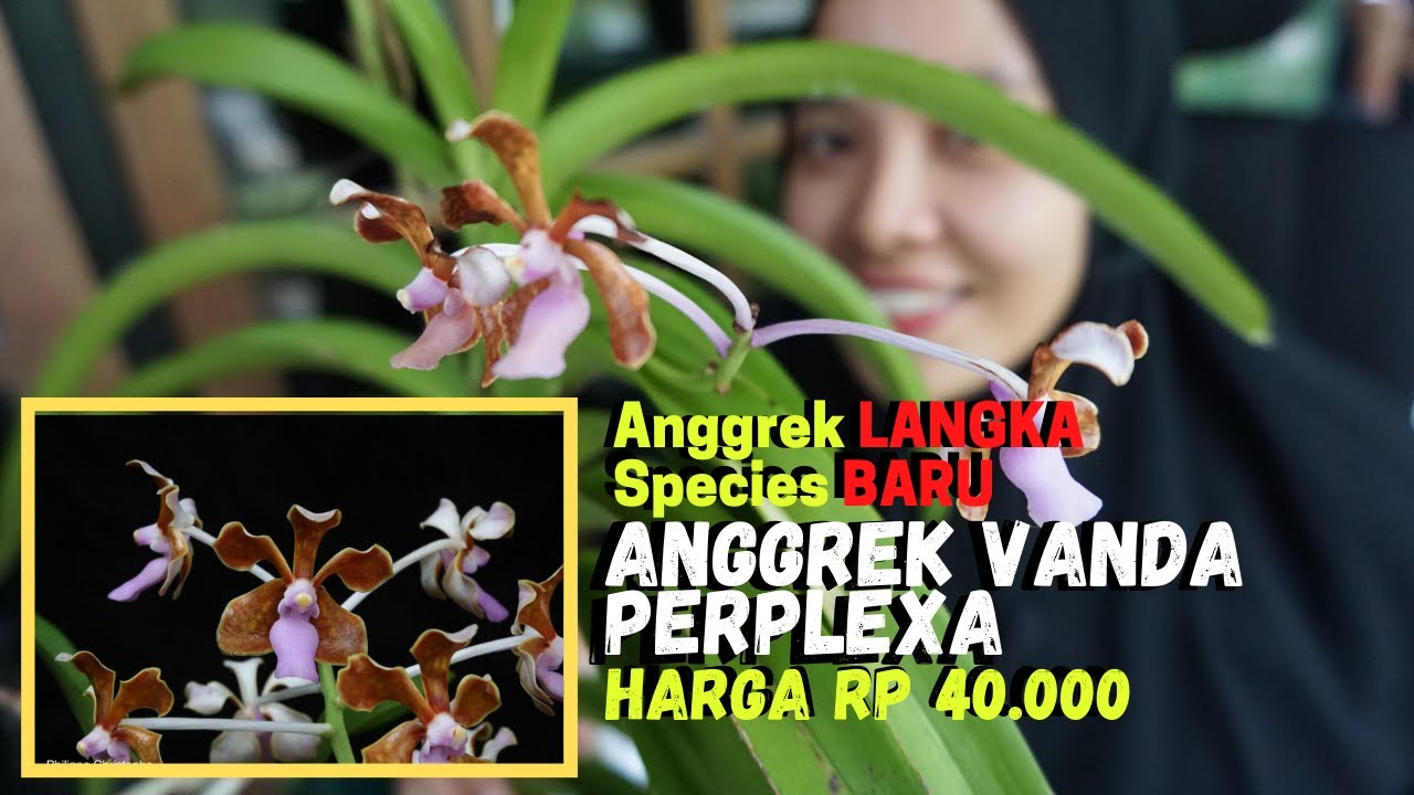 TENTANG ANGGREK : Anggrek LANGKA species BARU Anggrek Jenis Vanda PERPLEXA - YouTube