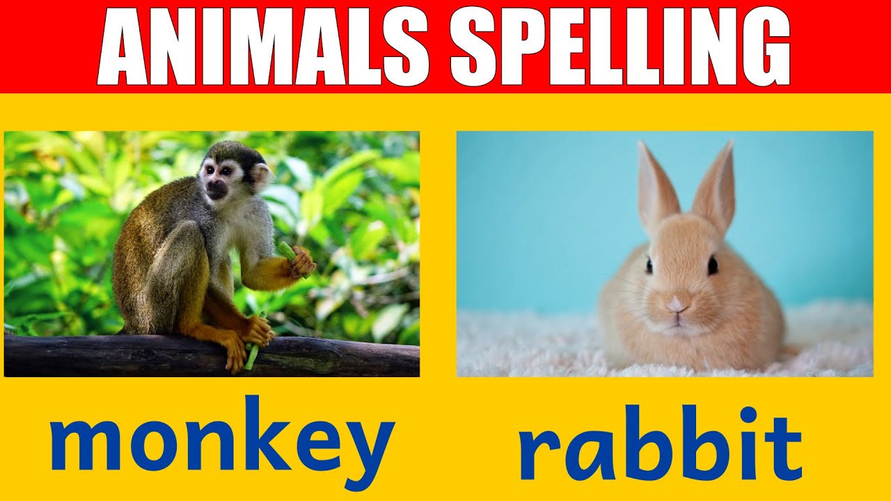 Forest Animal Names - Learn Spelling and Pronunciation in English - YouTube