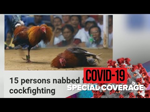 15, arestado dahil sa sabong sa Cebu