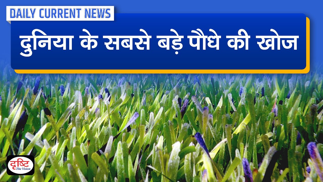 World s Largest Plant Discovered Daily Current News I Drishti IAS world-s-largest-plant-discovered-daily-current-news-i-drishti-ias