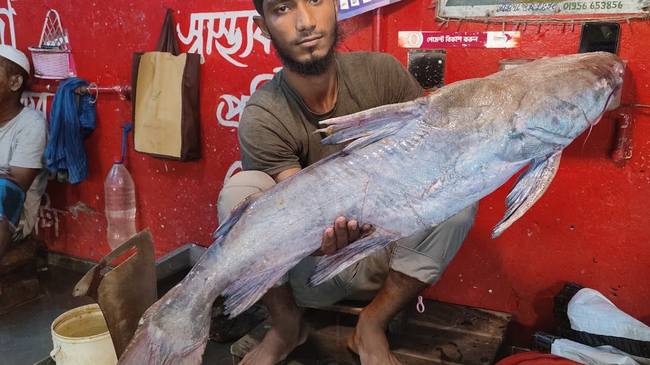 Dwarf Goonch(মেদ মাছ) Rita Fish Cutting in Fish Market||Bagarius ...
