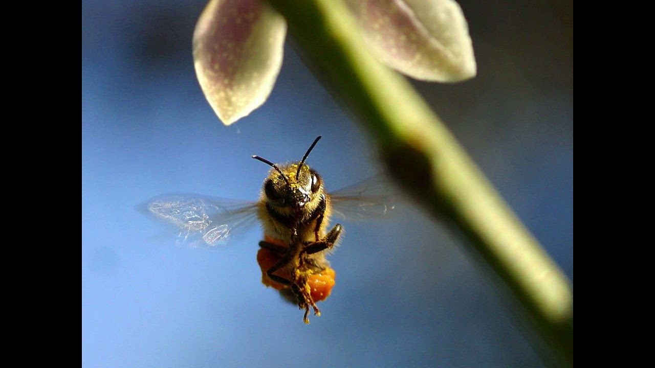 bee swarm sound effect free download, fly sounds, bee buzzing sound ...