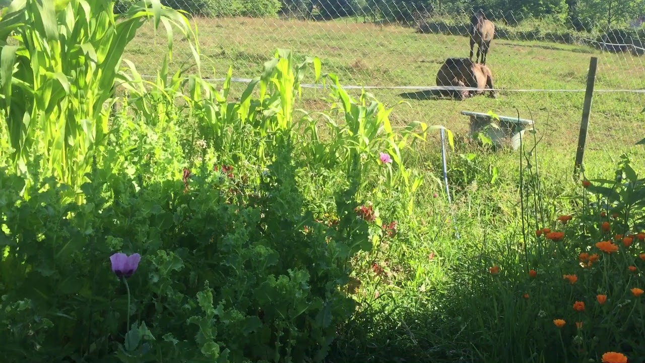 Self Sufficient Garden YouTube self-sufficient-garden-youtube