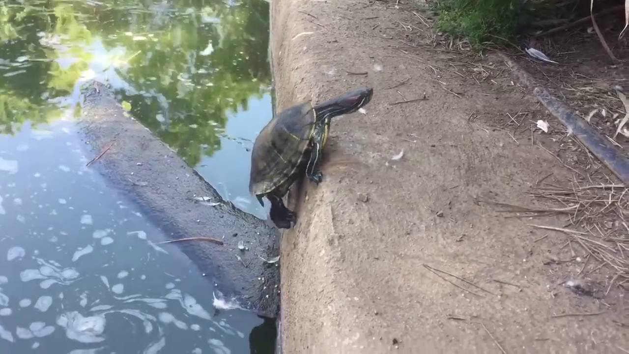 Turtle Pull up Fail - YouTube