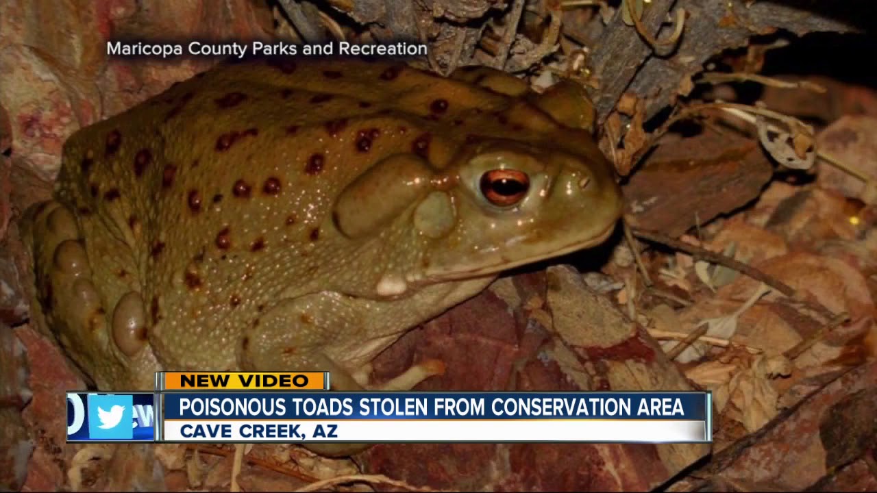 Poisonous toads stolen from Arizona conservation area - YouTube
