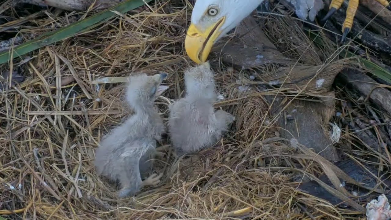 Elder eaglets awake late for breakfast and angry on CE13 | Captiva ...