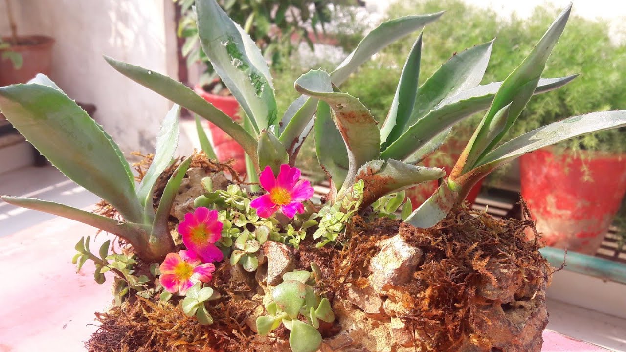 Creative Rock Planter Idea || How to Grow Plants on Rock || Fun ...