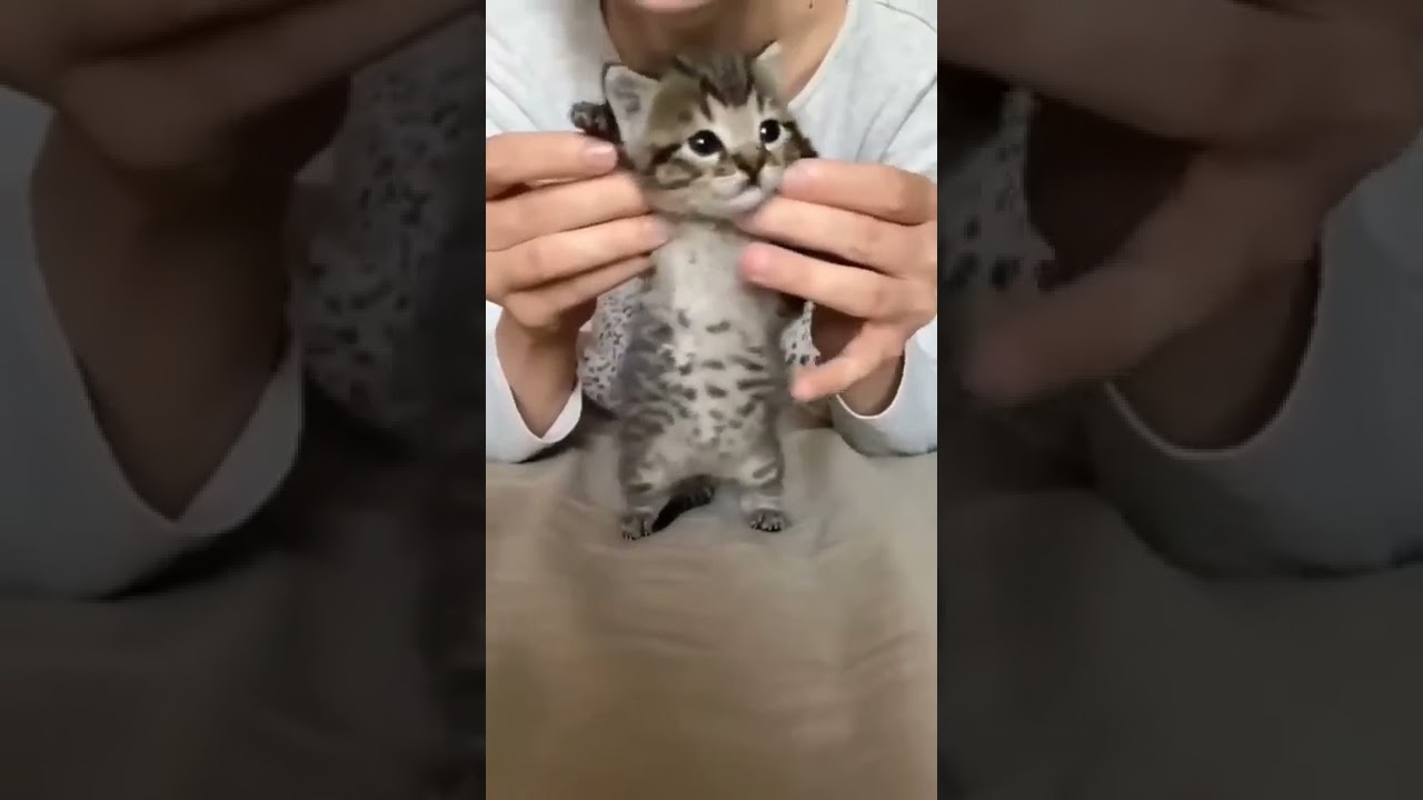 Viral Cat Tik Tok Youtube