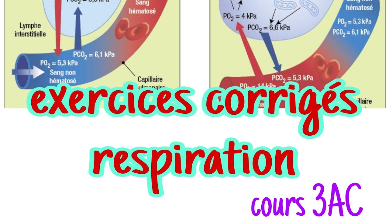 exercices corrigés de la respiration 3ac - YouTube