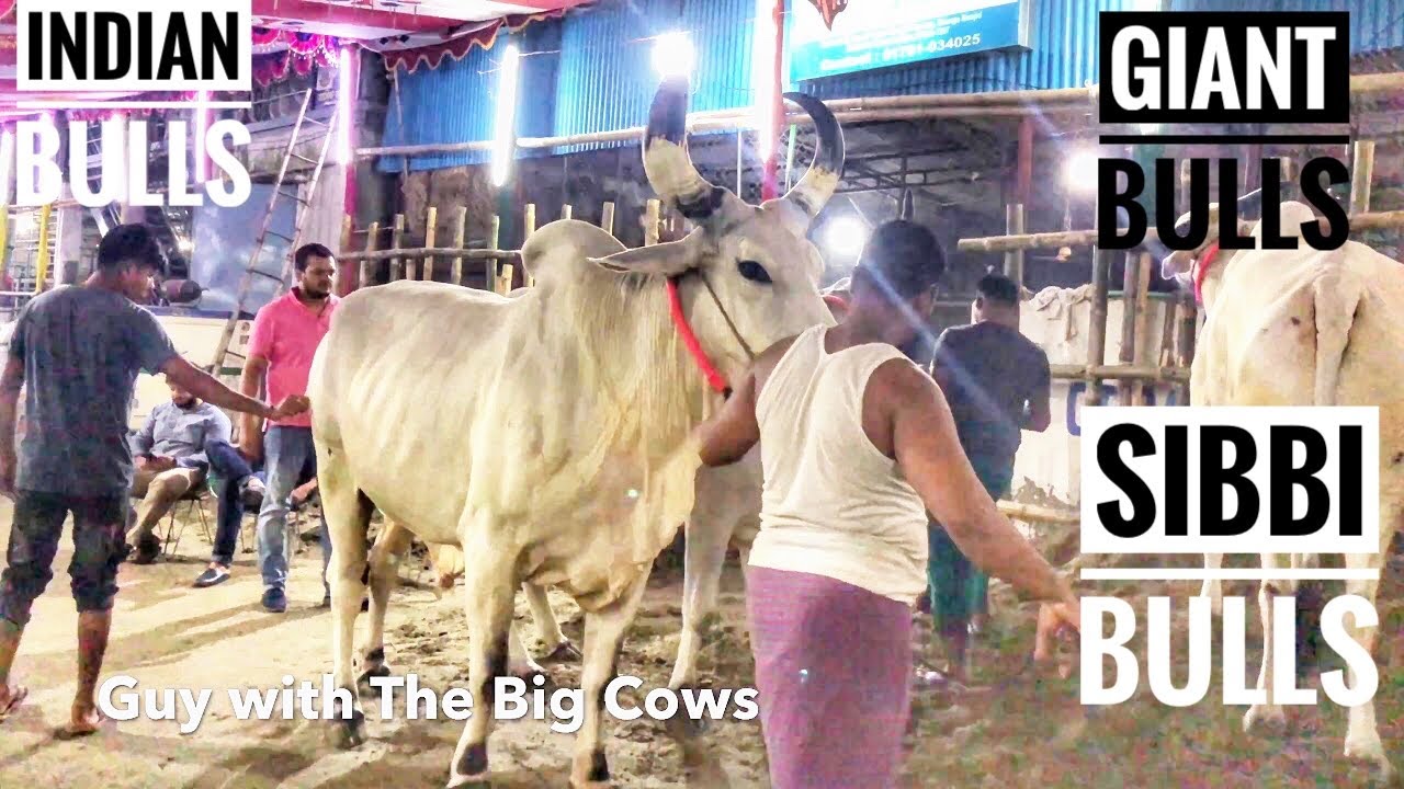 Giant Sibbi Bulls and Indian Bulls Display | Organic Agro and Dairy ...