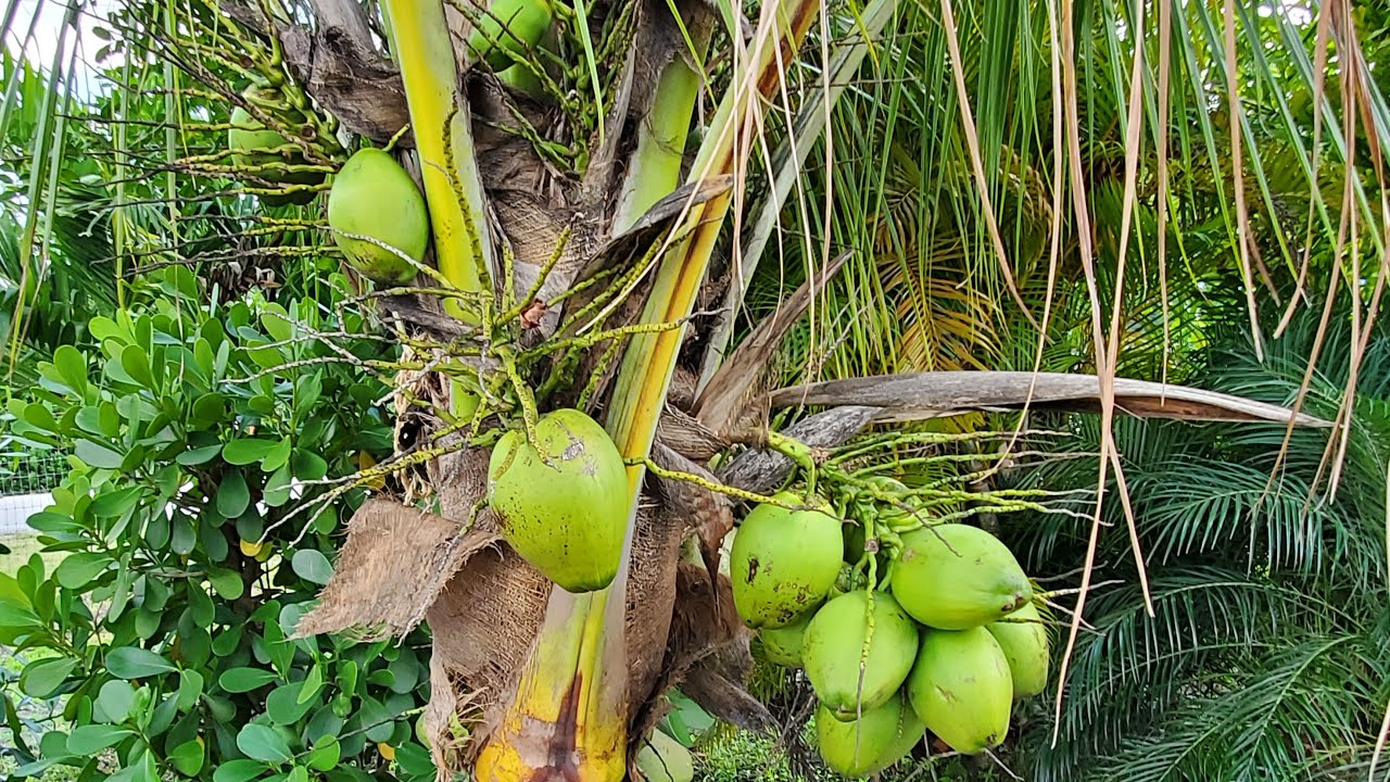 Coconut Circle Guild - YouTube