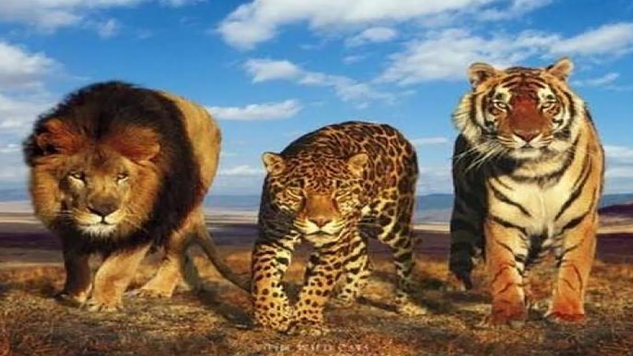 Aslan VS Kaplan Hacks That Everyone Should Know Why Aslan VS Kaplan Is ...