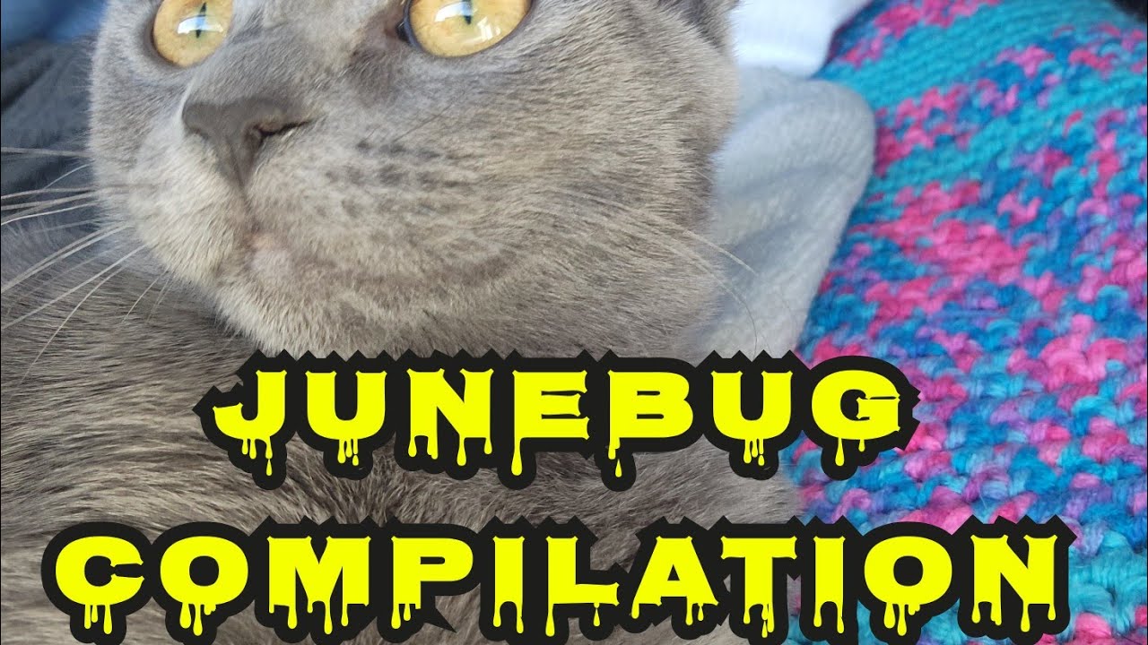 Junebug Compilation - YouTube