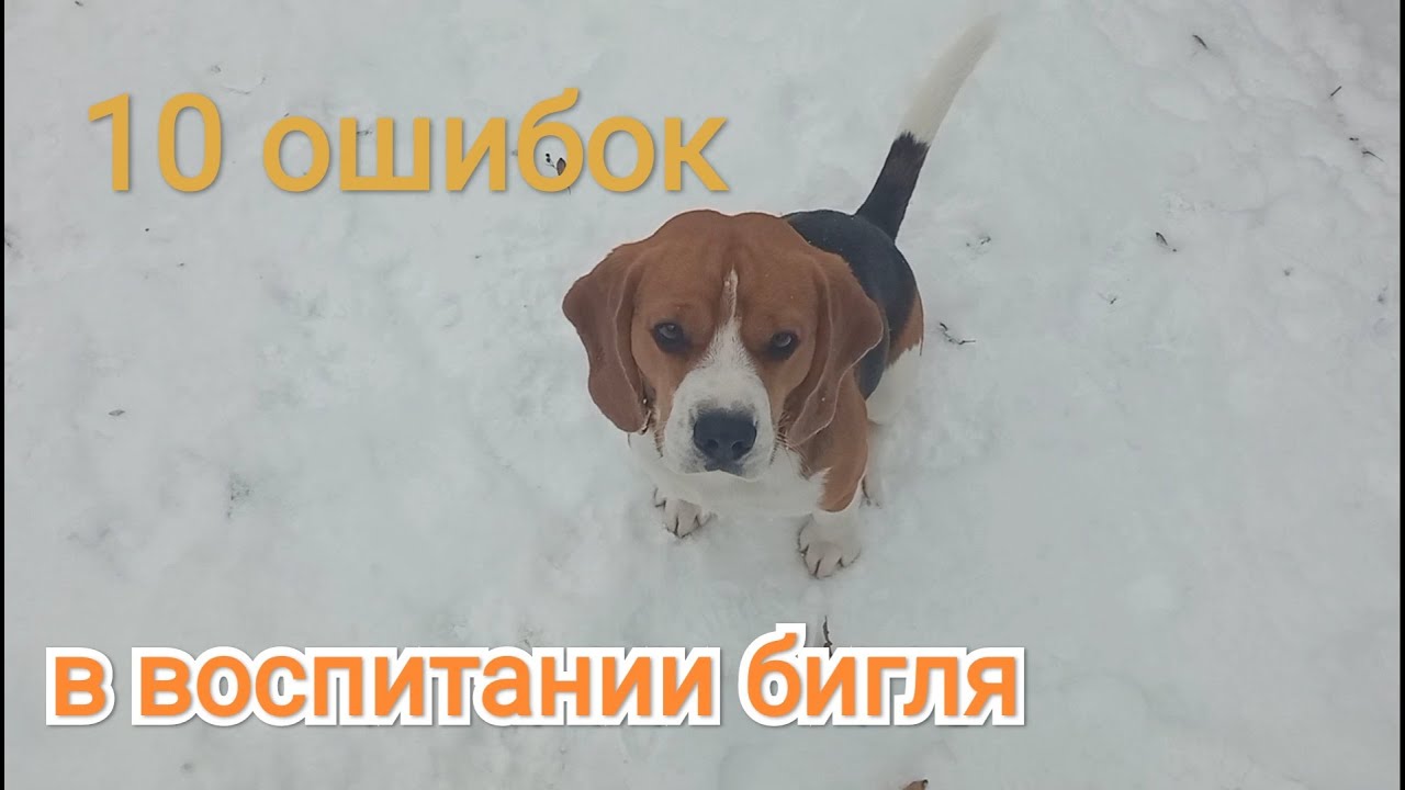 Простая дрессировка бигля для начинающих: дрессируйте бигля дома