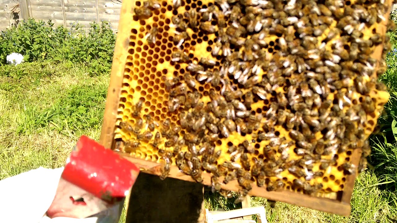 Inspection walk away Split from beehive - YouTube