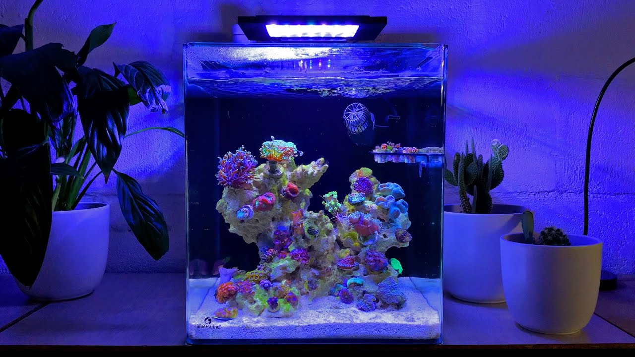 Unboxing Awesome Corals from Fauna Marin - YouTube