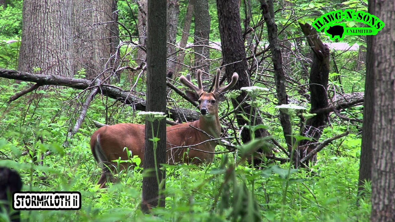 Kevin MacLeod Music "Impact Moderato" Royalty FREE - Deer Deere - YouTube