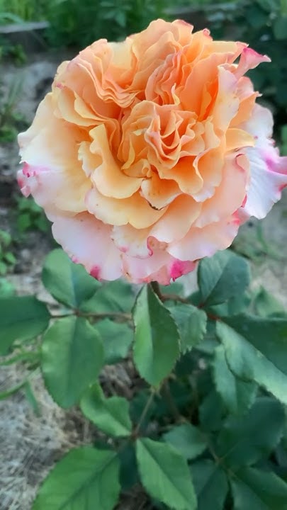 Роза Кампанелла Пич ( Campanella Peach) #rose #flowers #garden #роза # ...