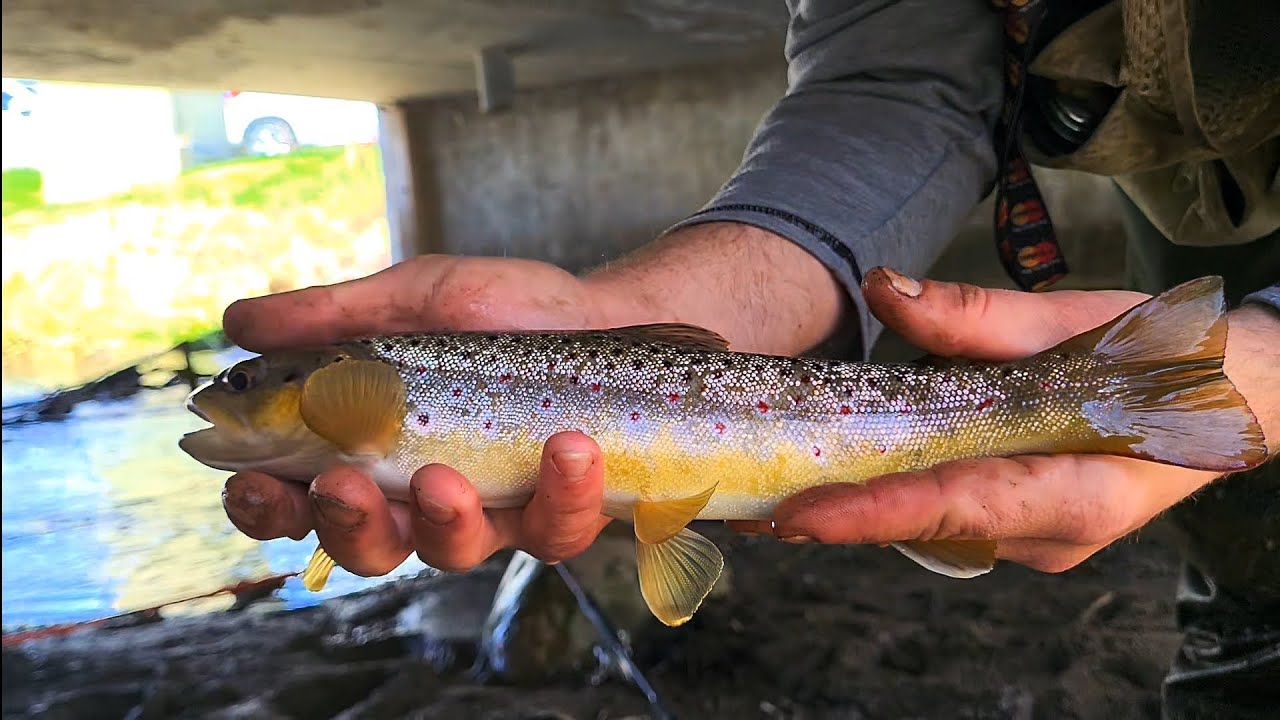 Spring creek fishing for Beautiful trout - YouTube