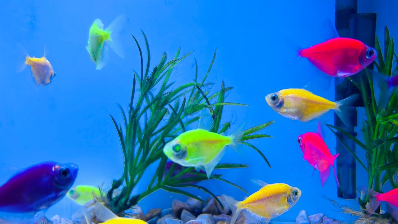 fish world 🩵@ Santosh bagade - YouTube