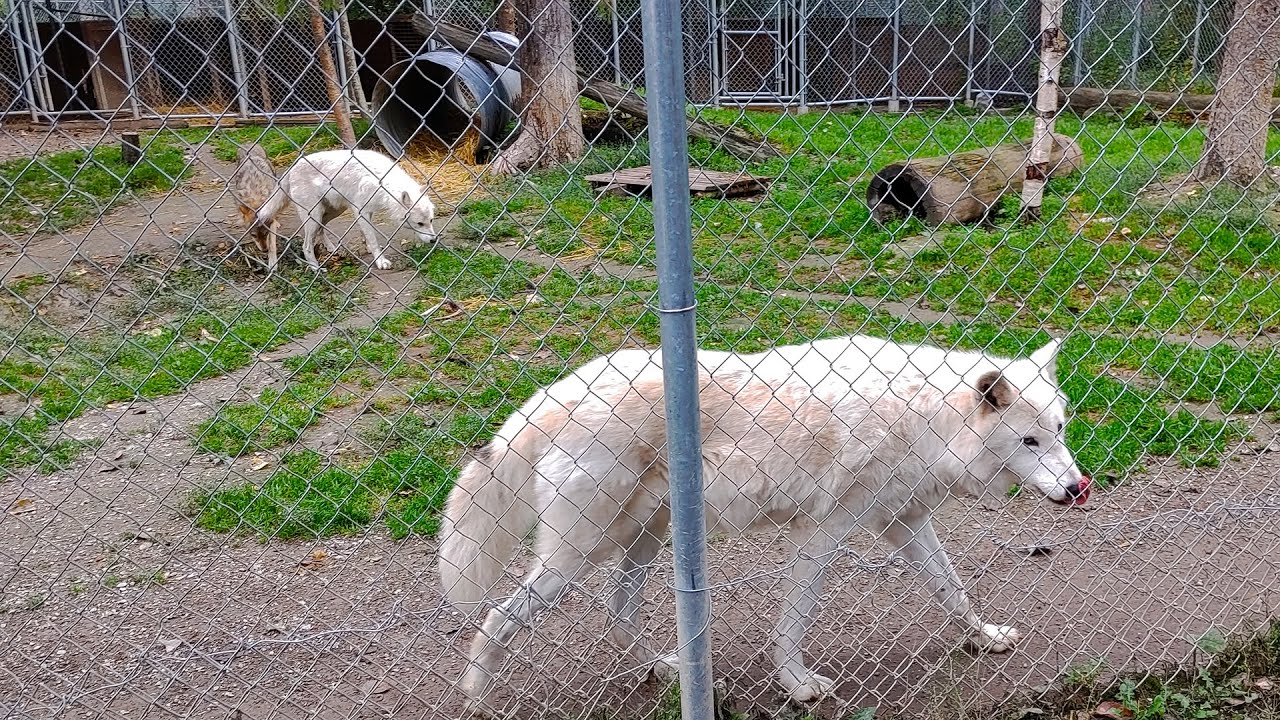Northern Lights Wildlife Wolf Centre Golden - YouTube