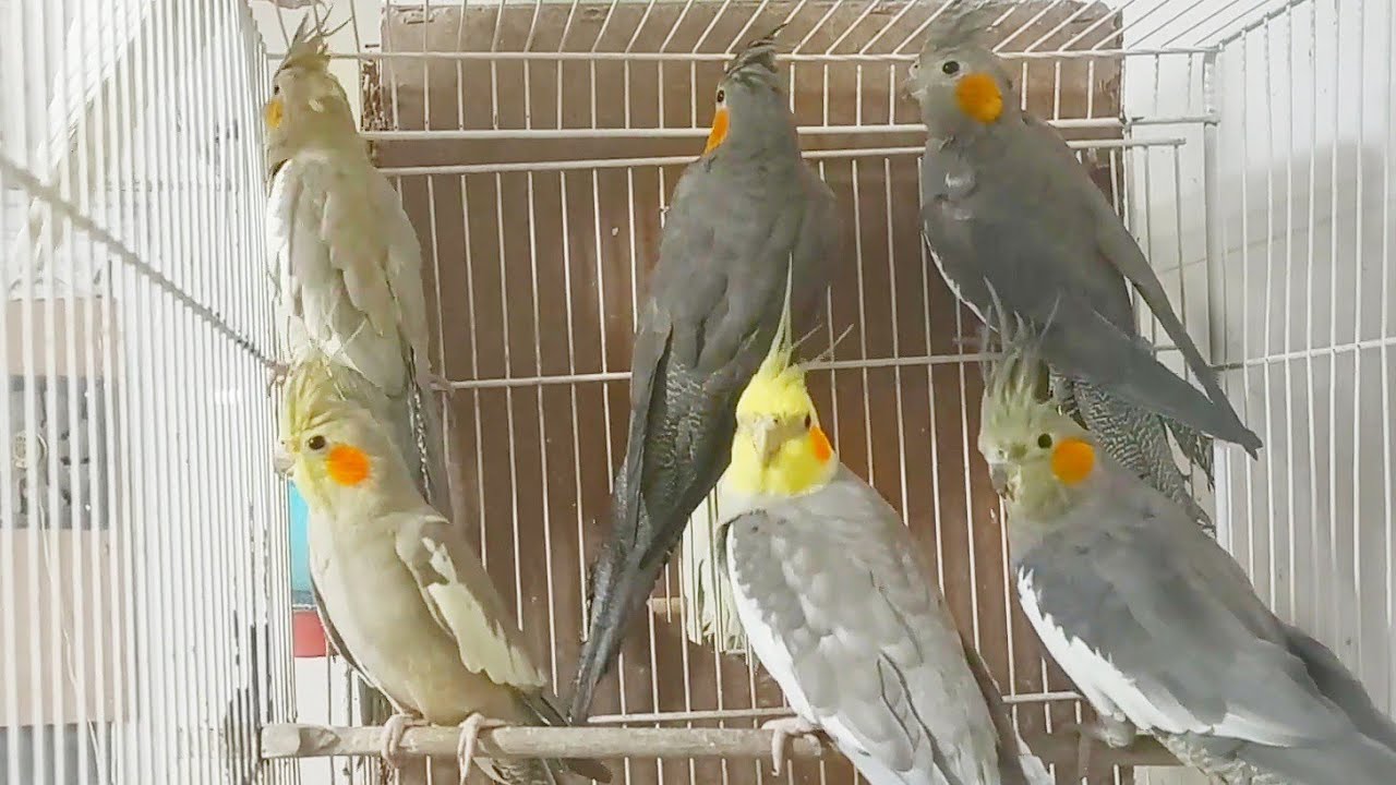 Look here, a cage full of gangster parrots🤐#cockatiel #parot # ...