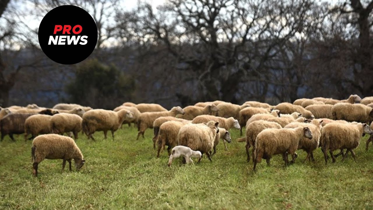 Αλεξανδρούπολη: Οι κτηνοτρόφοι βρίσκονται σε απόγνωση – «Μετράμε πάνω ...