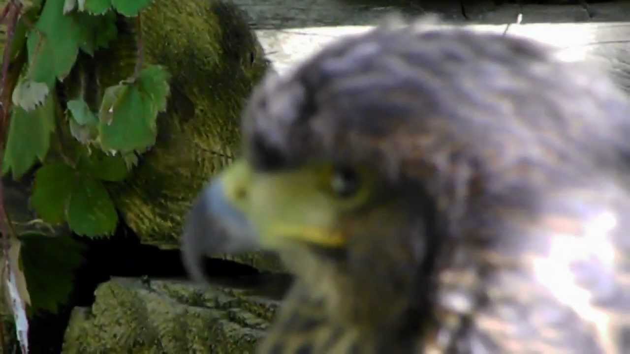 Pacific Northwest Raptors Duncan Vancouver Island - YouTube
