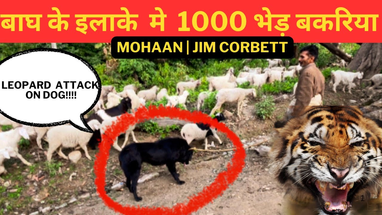 बाघ के इलाके मे 1000 भेड़ बकरिया ‼️Animal Attack On Dog | Mohaan | Jim ...
