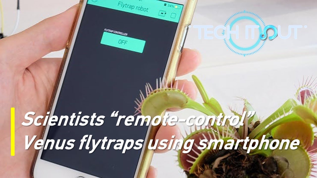 Scientists “remote-control” Venus flytraps using smartphone - YouTube