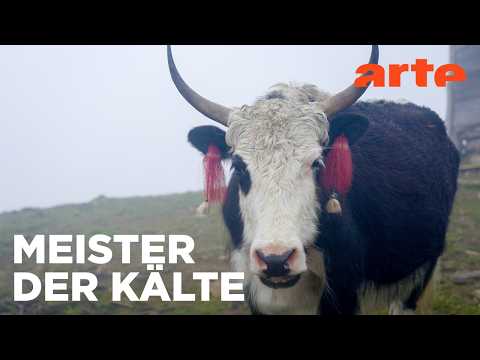 Der Yak erobert das Hochland | Muh! Die Geschichte des Hornviehs (4/4) Reupload | ARTE Fernweh