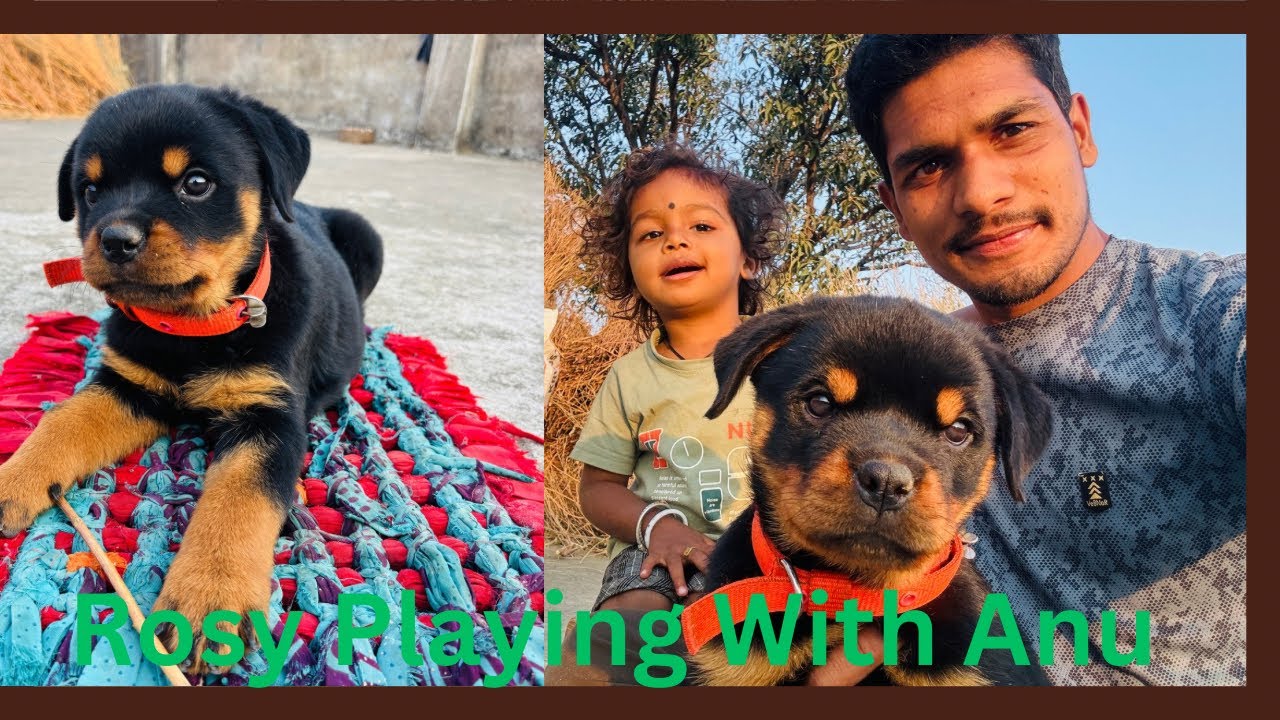 Baby Rott Rosy Playing With Anu Baby || Dev Sahu The Animal Vlogs - YouTube