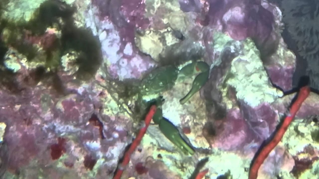 Emerald crab eating hair algae - YouTube
