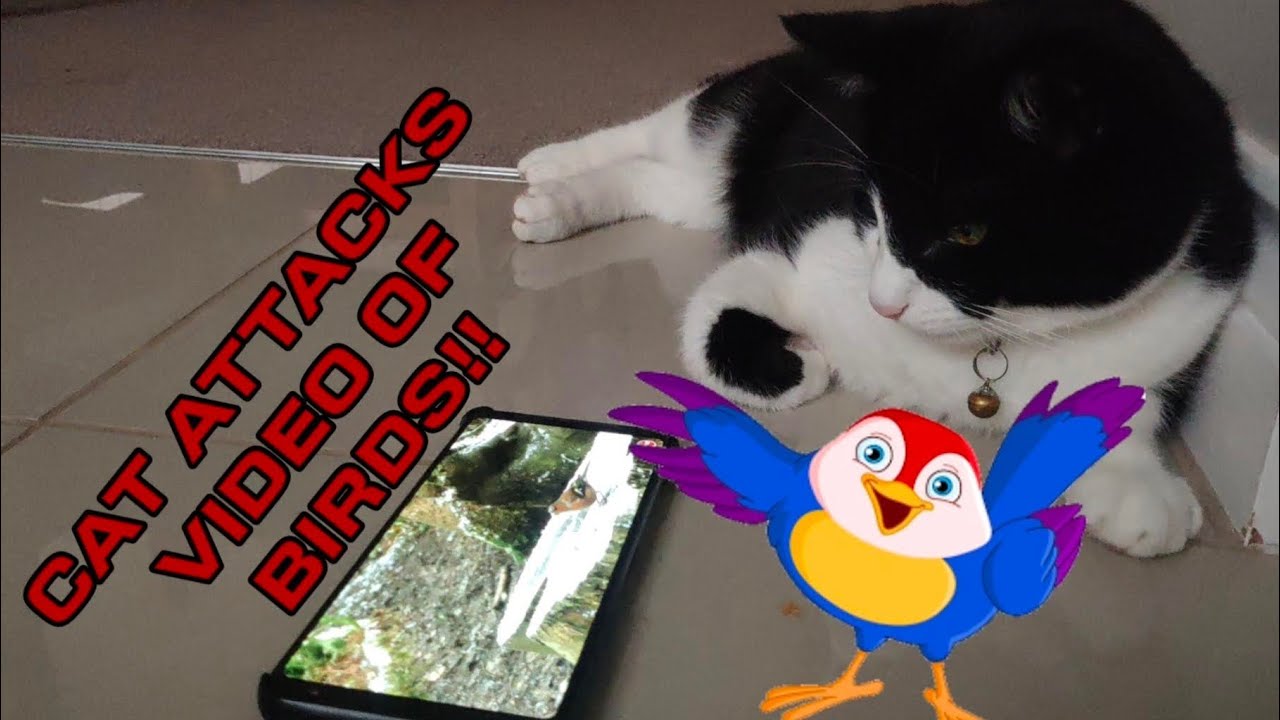 My cat attacking a video of birds for 15 minutes. - YouTube