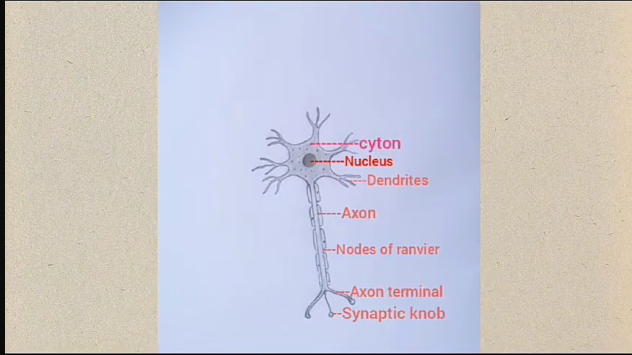 Easy way to draw a nerve cell.. - YouTube