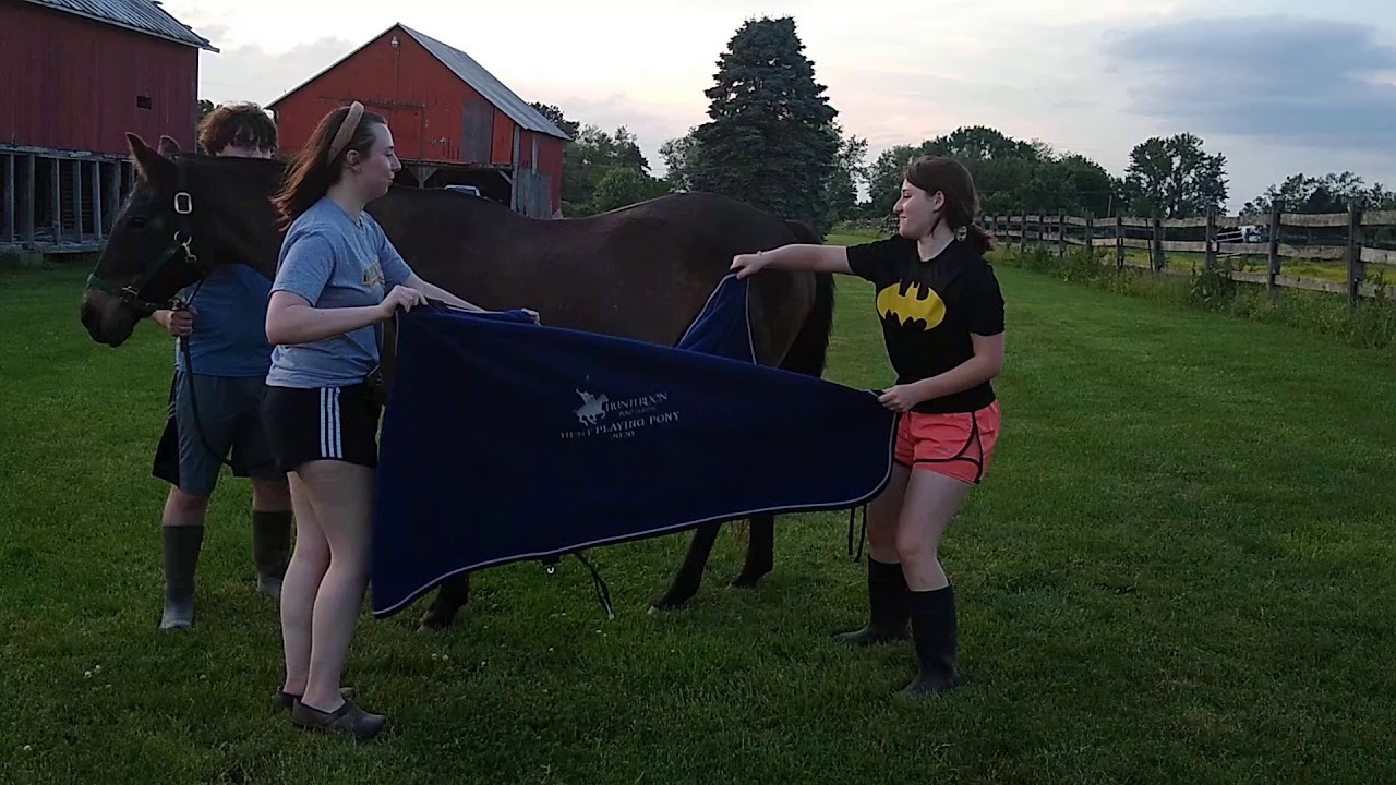 Placing sheet on horse - YouTube