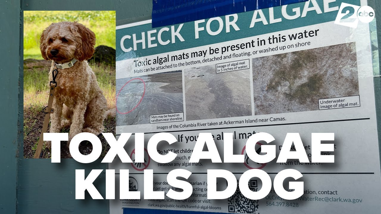 Dog dies after ingesting toxic algae found in Columbia River ...